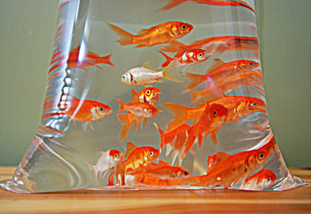 Comment introduire des poissons rouges à l'aquarium