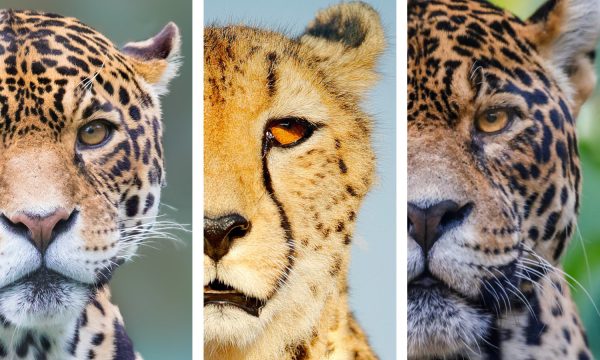 Le Guépard : l'animal terrestre le plus rapide du monde
