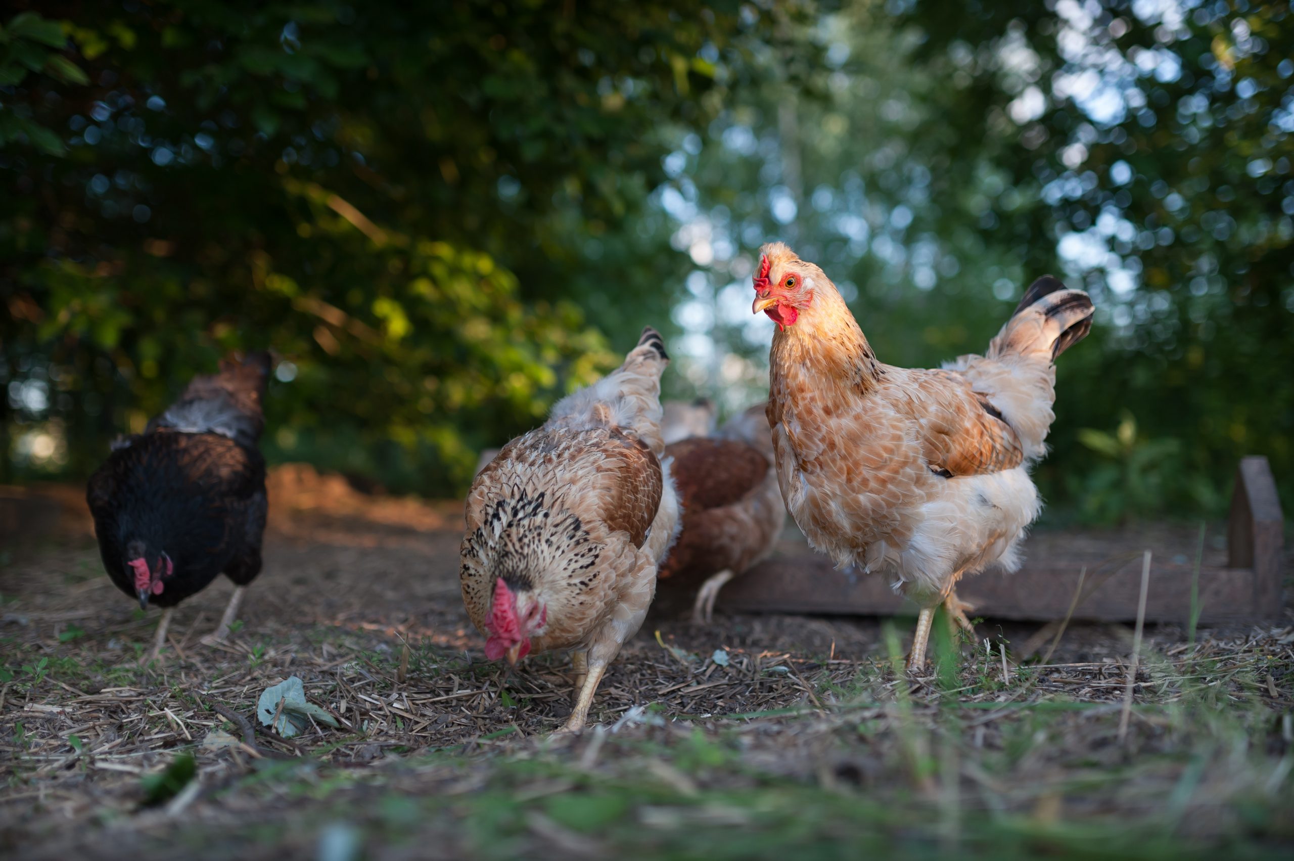 Que faire des fientes de poules au jardin