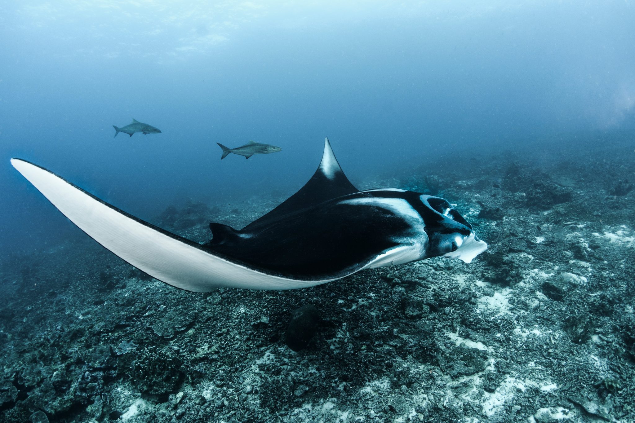 Raie Manta (M. Birostris): Tout Savoir sur ce poisson géant