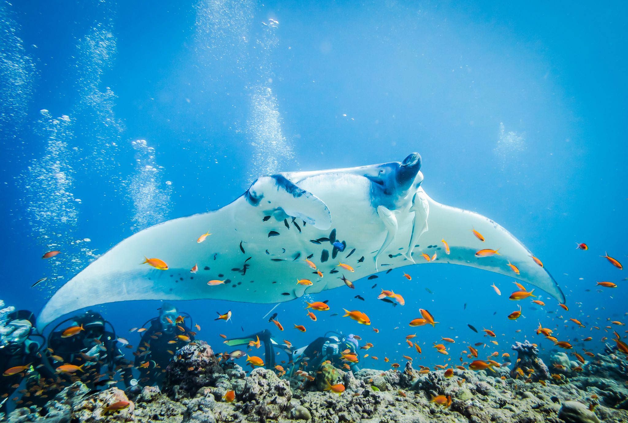 Raie Manta (M. Birostris): Tout Savoir sur ce poisson géant