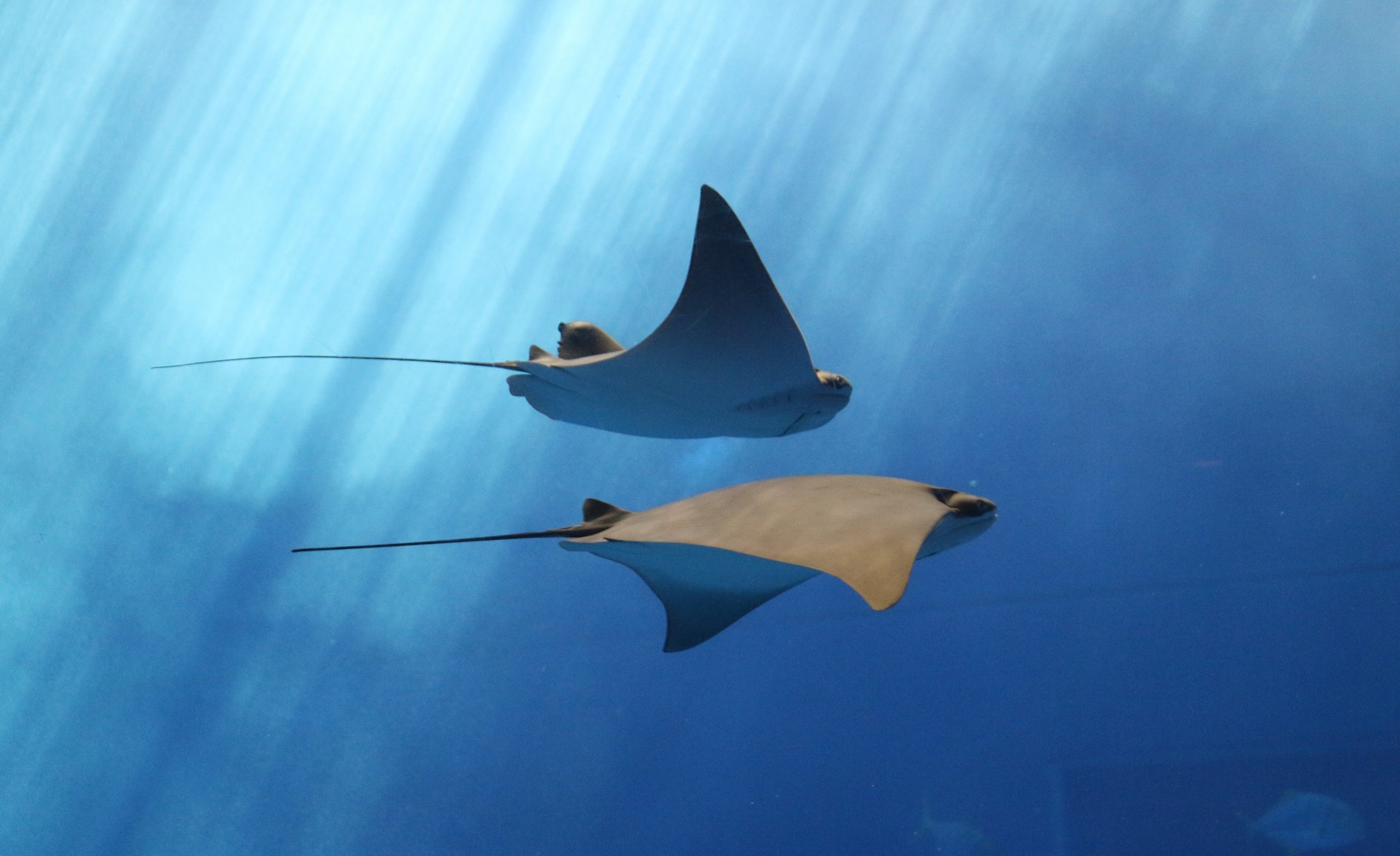 Raies : Où les observer, mode de vie et caractéristiques