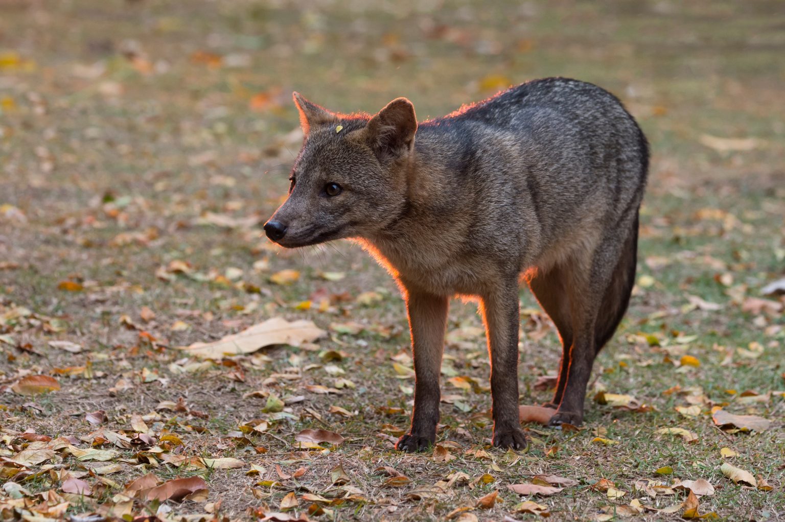 Tout savoir sur les renards, les rois des canidés