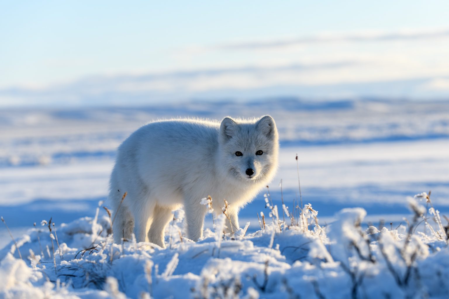 Tout savoir sur les renards, les rois des canidés