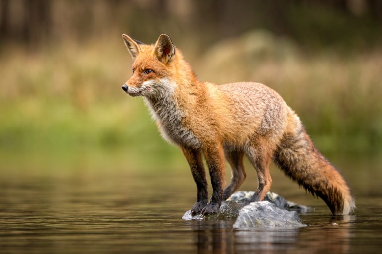Tout savoir sur les renards, les rois des canidés