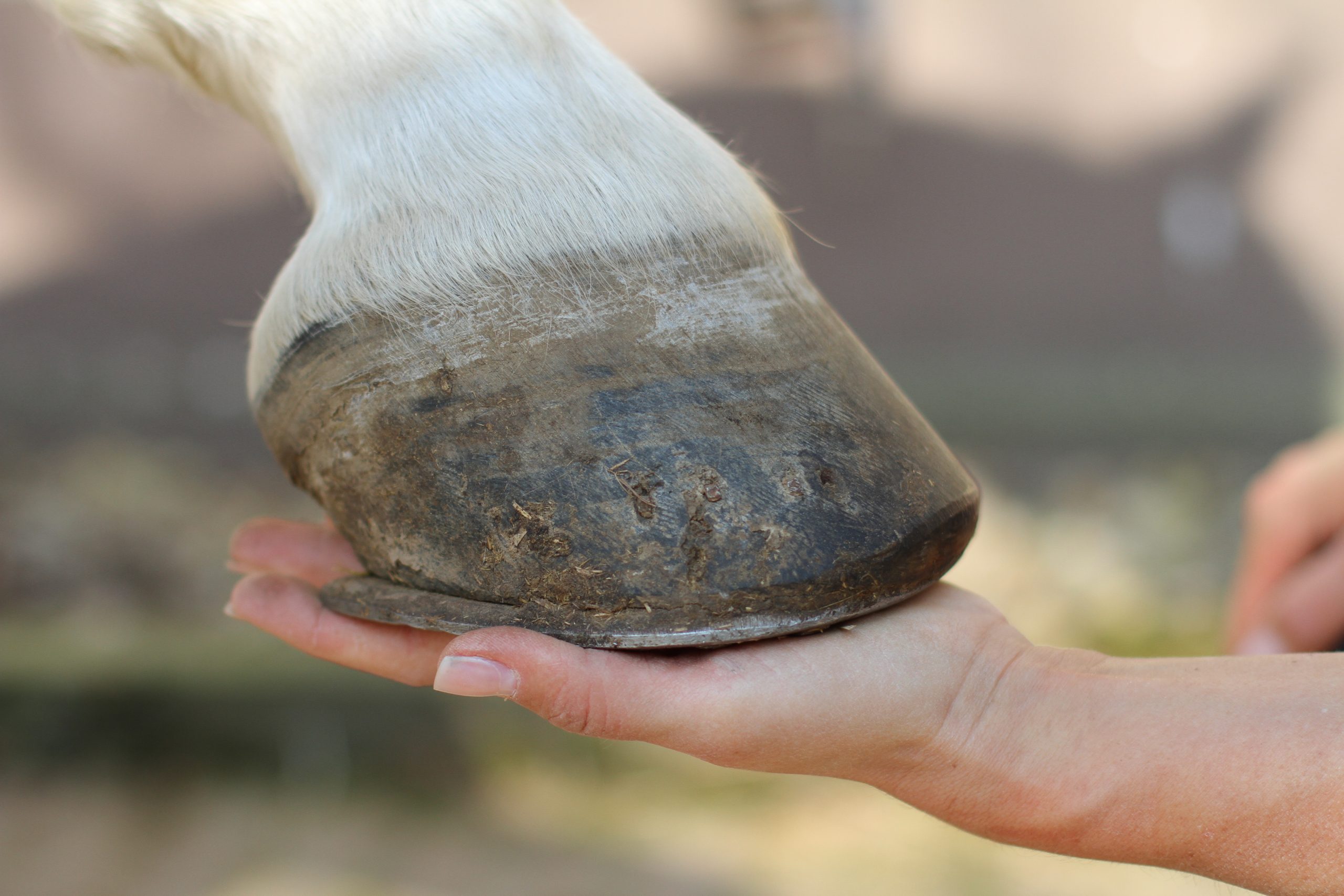 Comment prendre soin des sabots du cheval