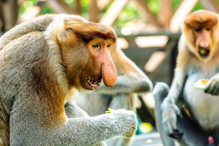 Animaux moches : Top 15 des espèces les plus laides