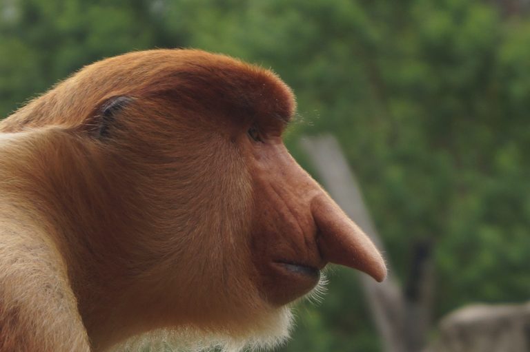 Singe Nasique : Caractéristiques, Habitat et Préservation