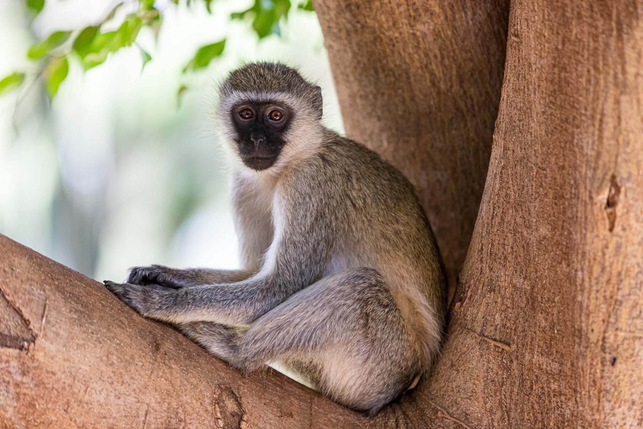 Tour du Monde des Animaux : 12 espèces à découvrir