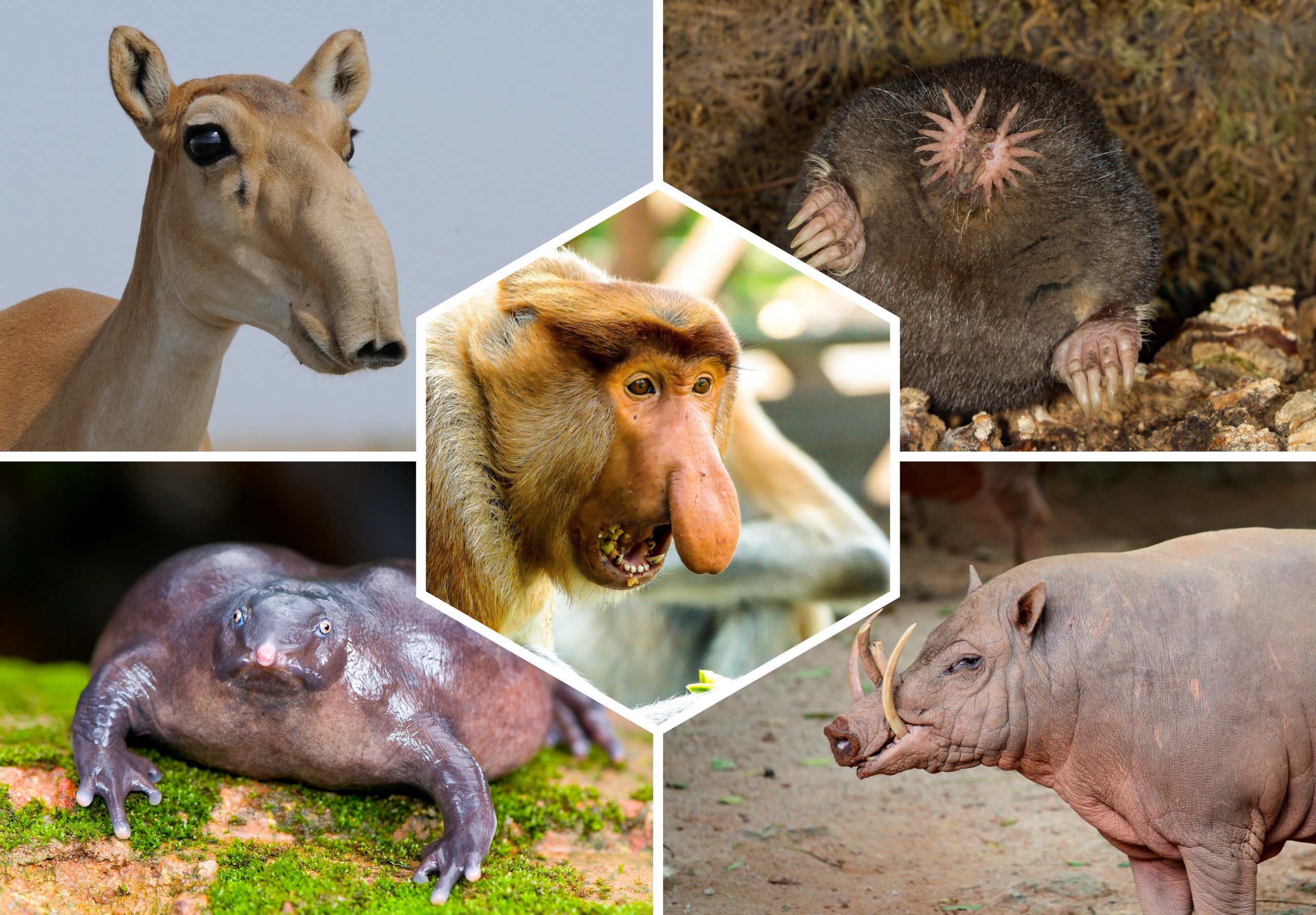 Animaux moches : Top 15 des espèces les plus laides