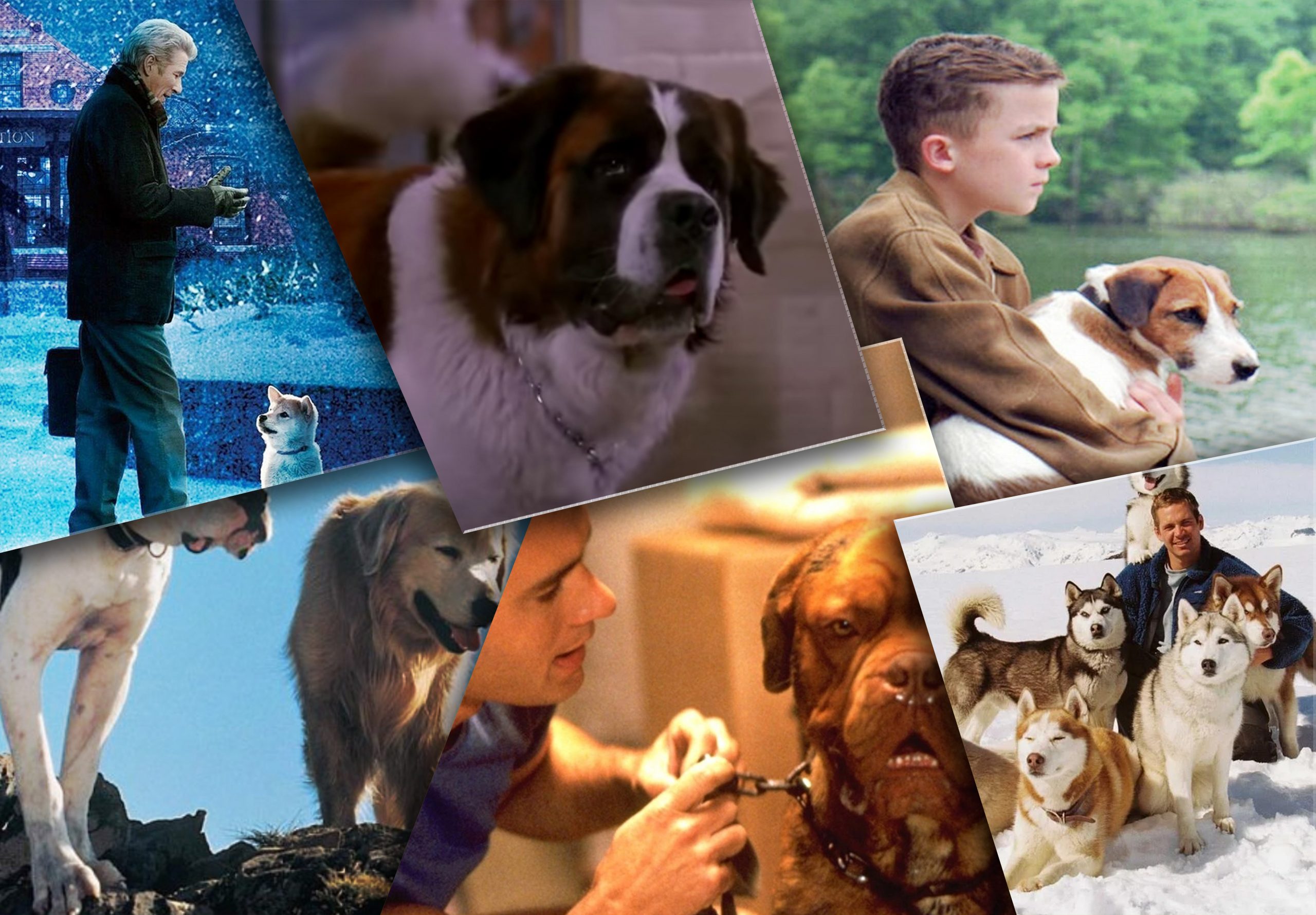 Top 14 des Films avec des Chiens