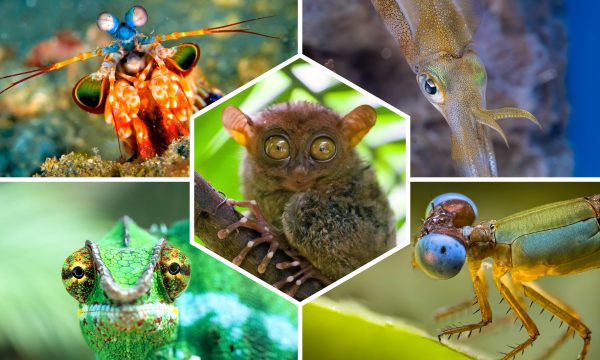 Top 10 animaux qui s’aiment pour la vie