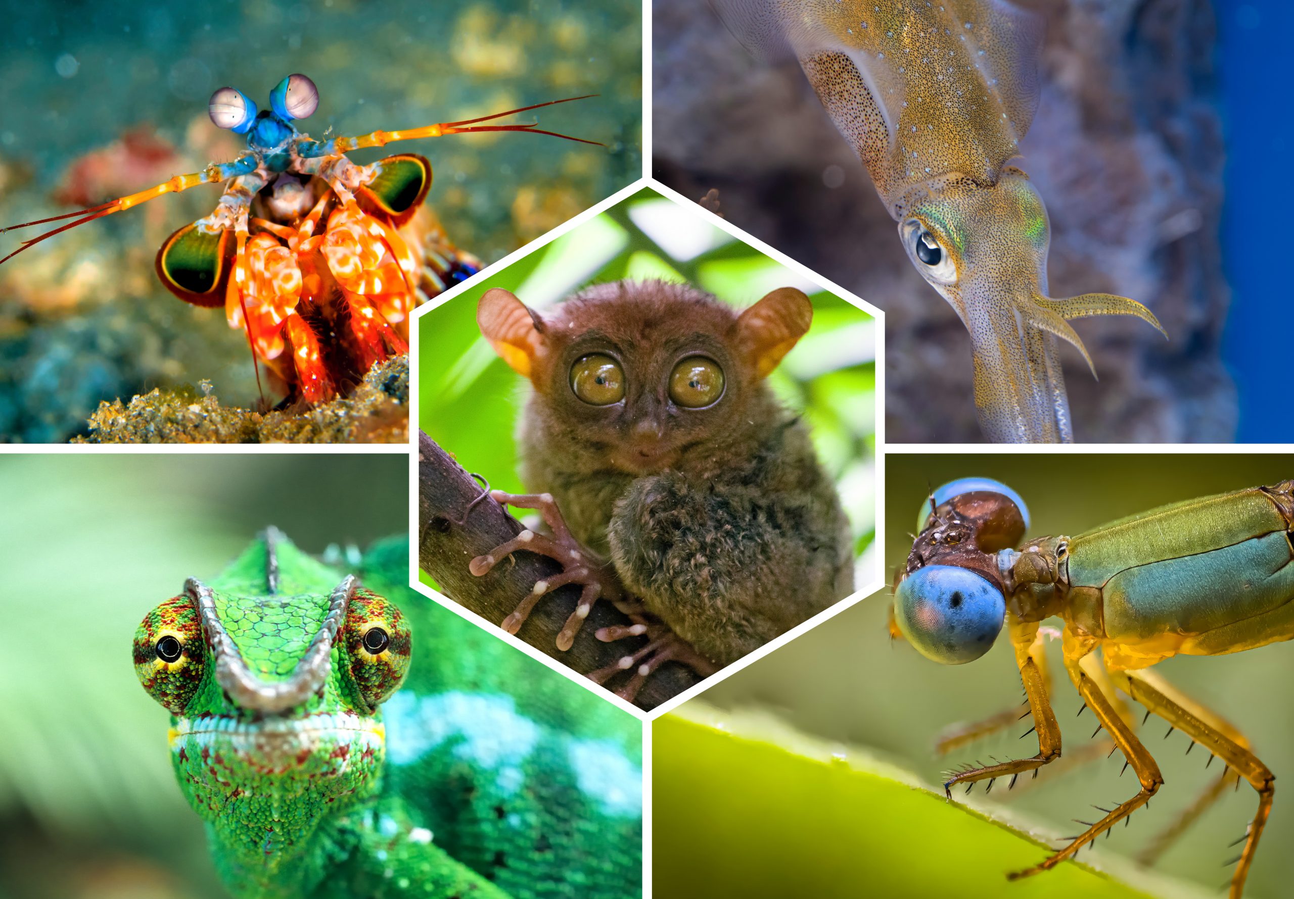 Top 10 Animaux avec une Vision Incroyable